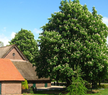 Groen – Oranjezathe